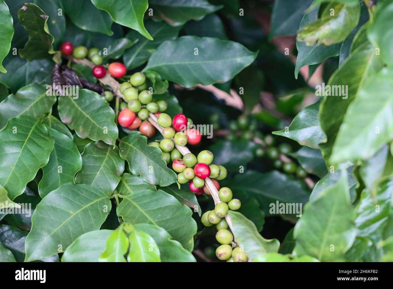 Coffee plant red fruit in coffee plantation farm on sun Stock Photo - Alamy