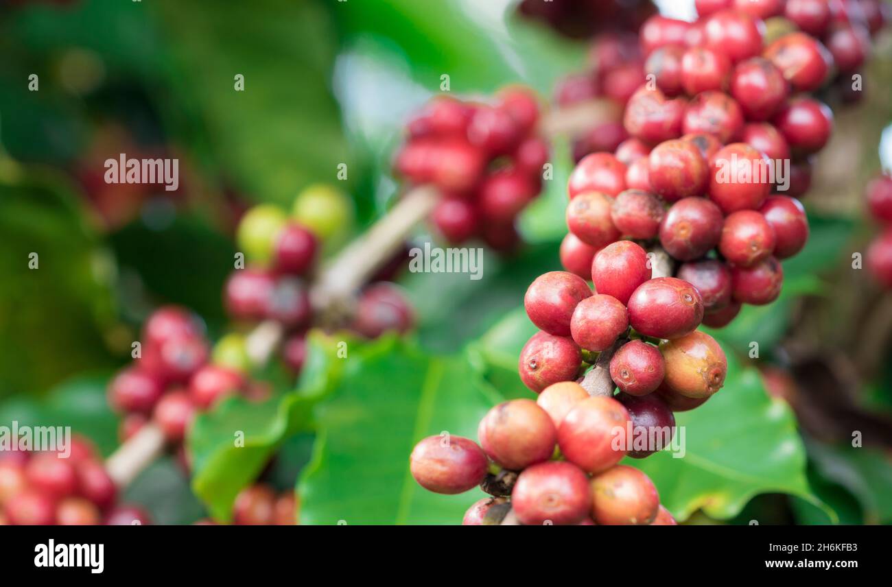 Coffee plant red fruit in coffee plantation farm on sun Stock Photo - Alamy