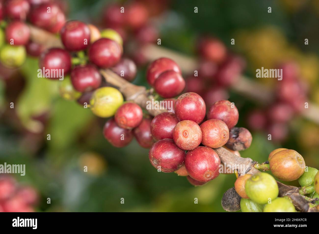 Coffee plant red fruit in coffee plantation farm on sun Stock Photo - Alamy