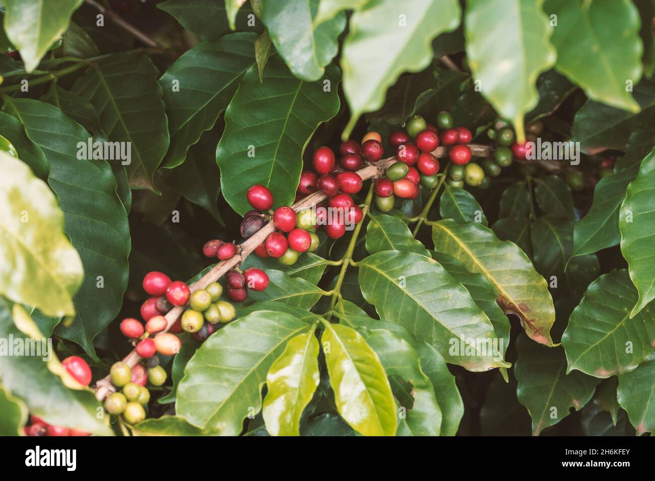 Coffee plant red fruit in coffee plantation farm on sun Stock Photo - Alamy
