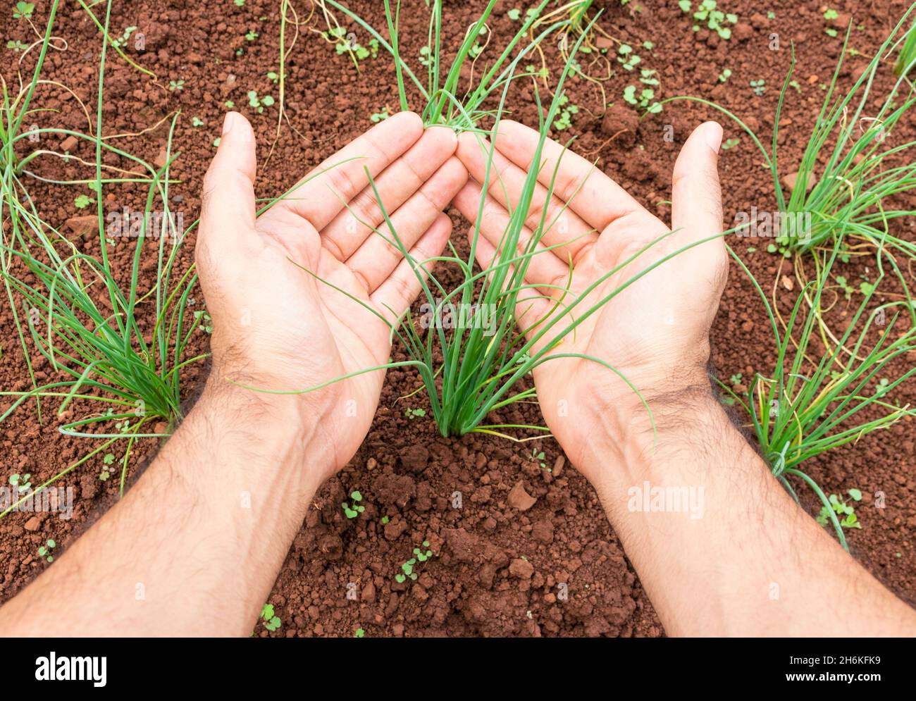 Scallion growing hi-res stock photography and images - Alamy