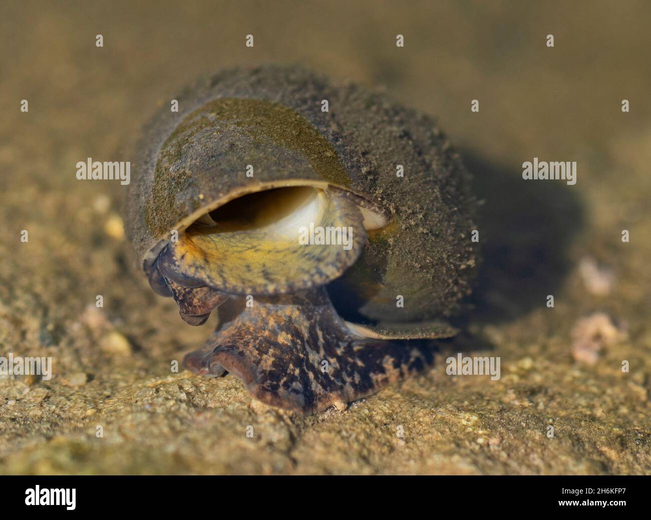Closeup detail of freshwater aquatic snail at surface of water ...