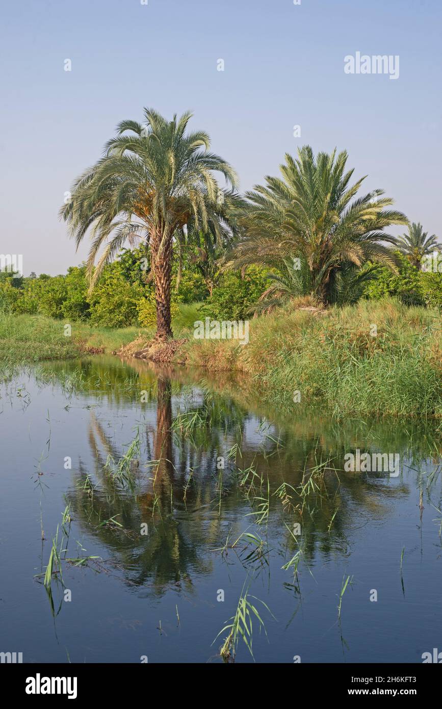 Tropical date palm trees during summer in rural grassy field meadow ...