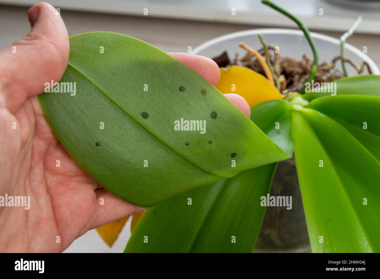 Closeup Old orchid plant with yellow dry leaf and water edema. Plants ...