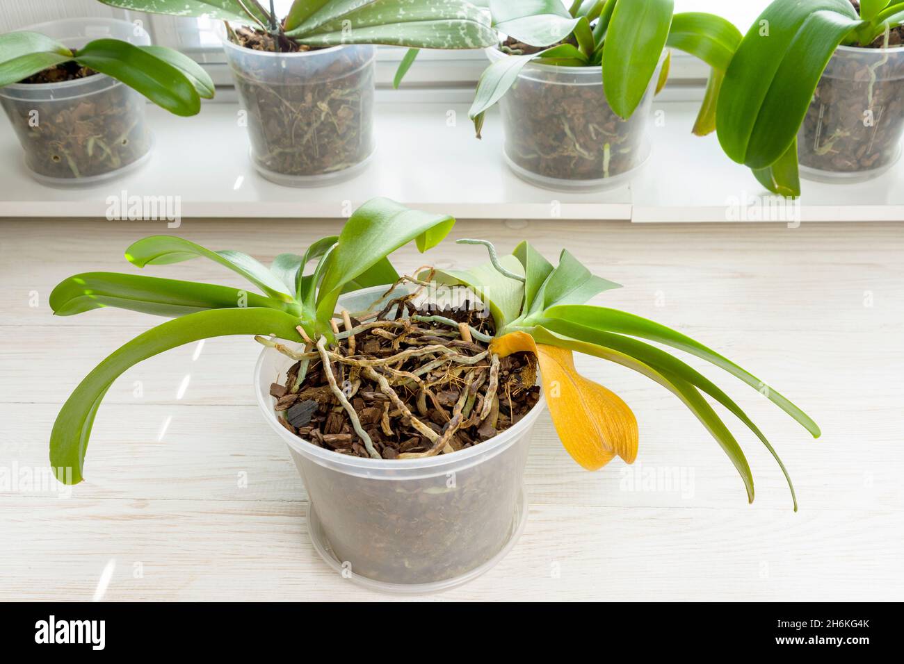 Old orchid plant with naturaly yellow dry leaf and open old root ...