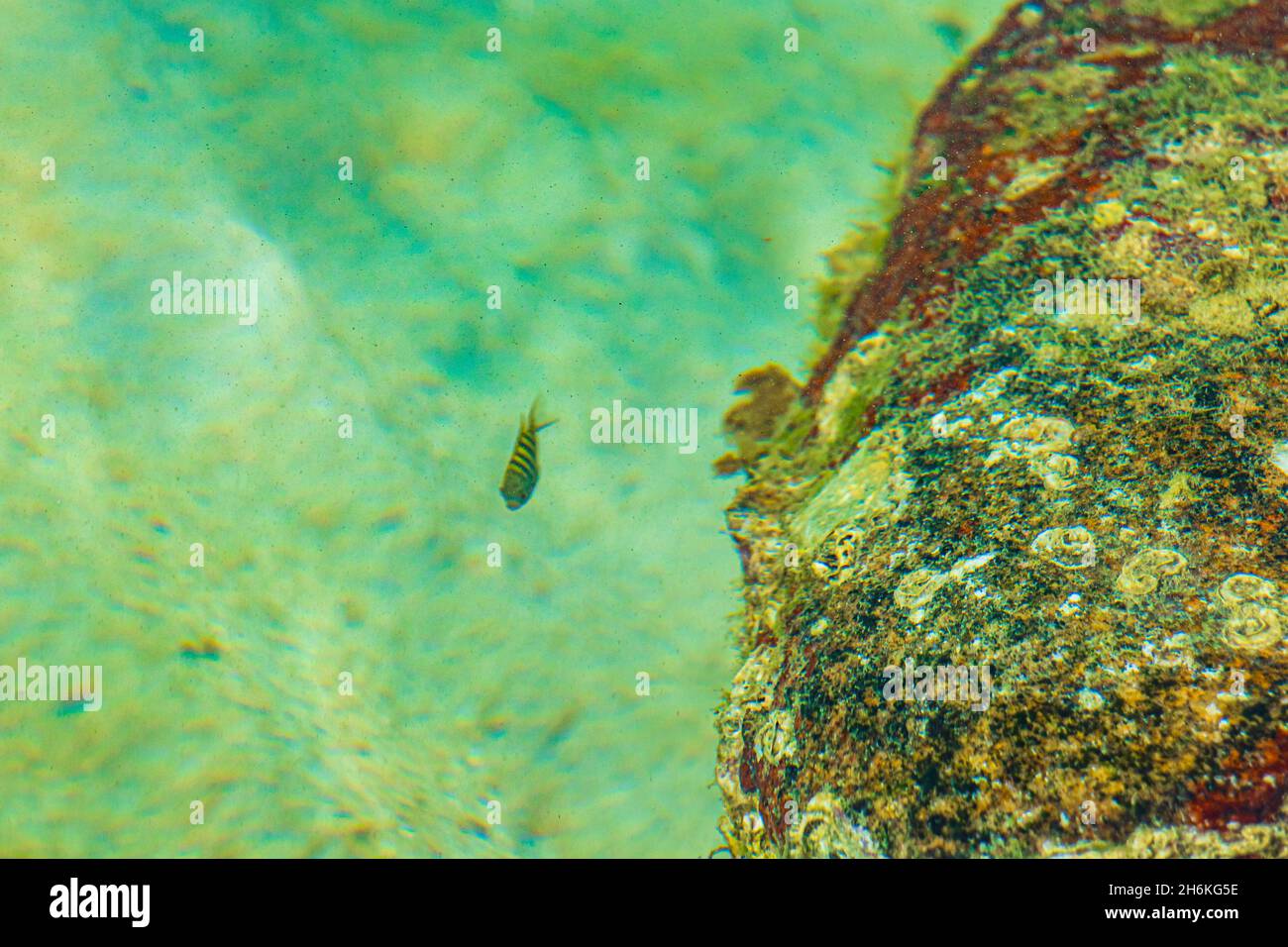 Fantastic beautiful view into water underwater and tropical fish fishes ...