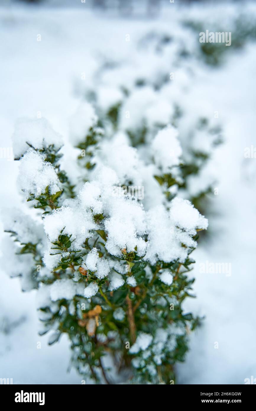 Snow covered bush in winter city park. Winter season beauty Stock Photo ...