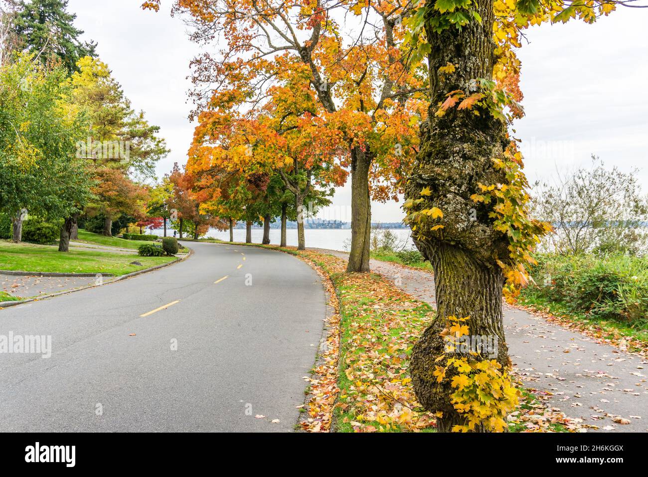 Very colorful autumn trees along the shore of Lake Washington in ...
