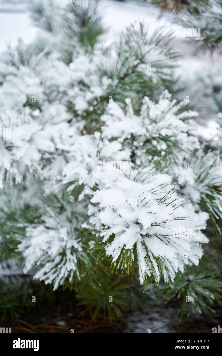 Snow covered green spruce tree in winter city park Stock Photo - Alamy