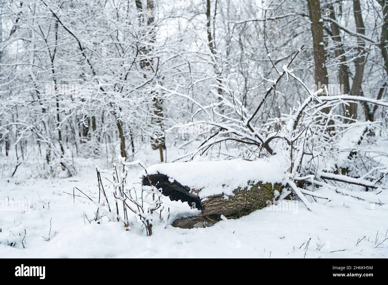 Snow covered winter forest scenery. Old fallen log covered with fresh ...