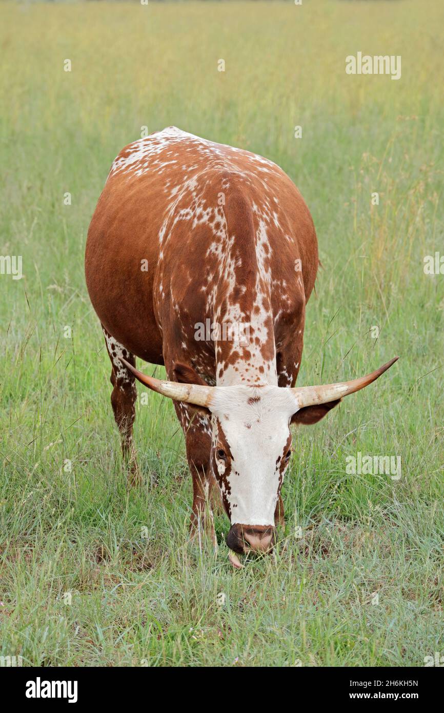 Nguni cow - indigenous cattle breed of South Africa - on rural farm ...