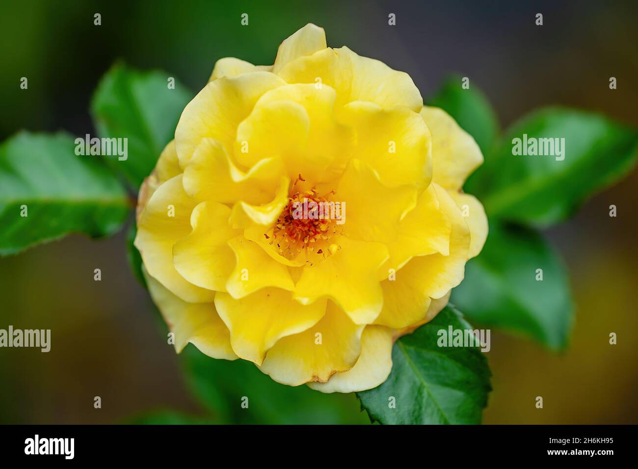 Yellow rose flower hi-res stock photography and images - Alamy