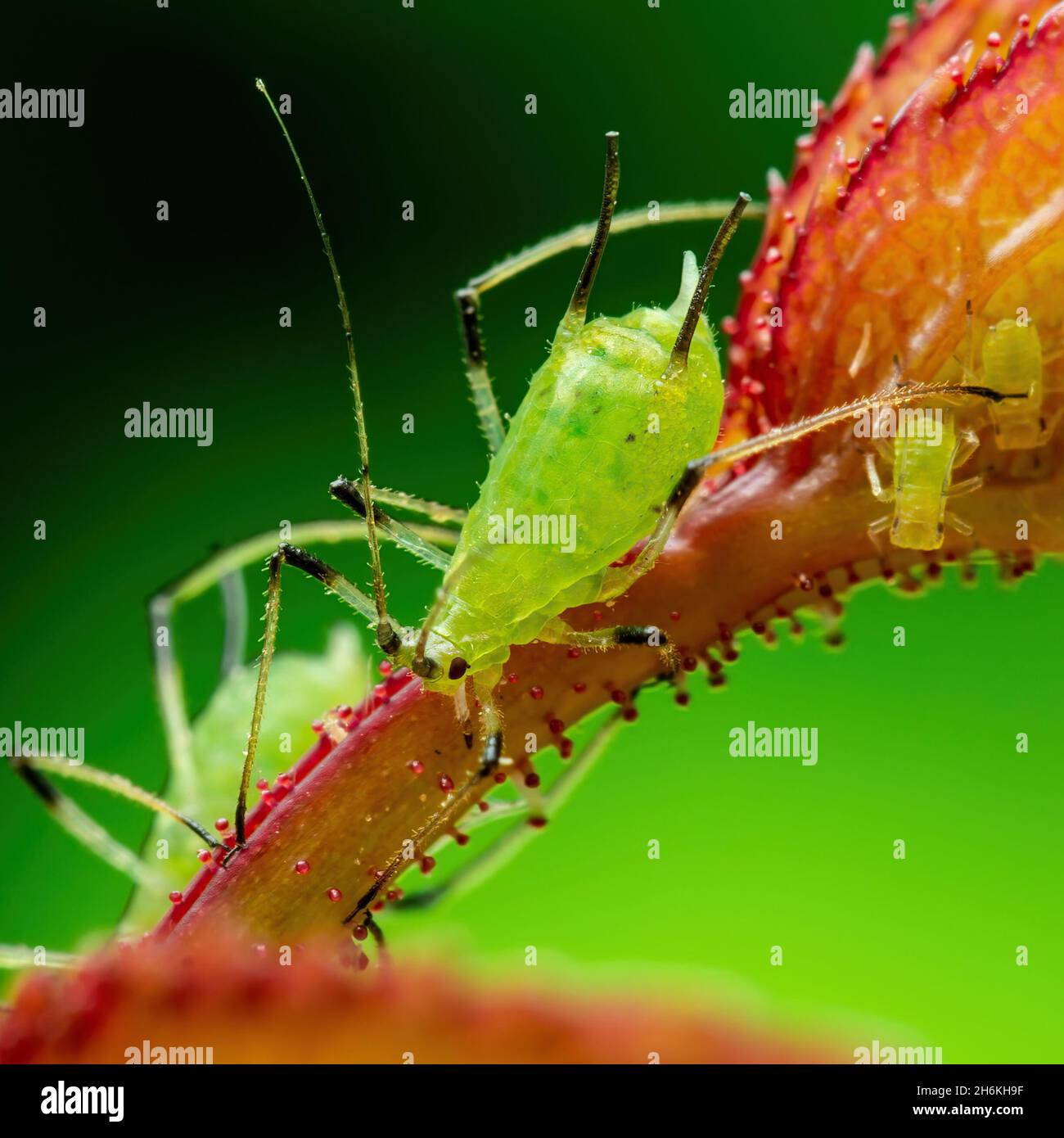 Aphid Colony Close-up. Greenfly or Green Aphid Garden Parasite Insect ...