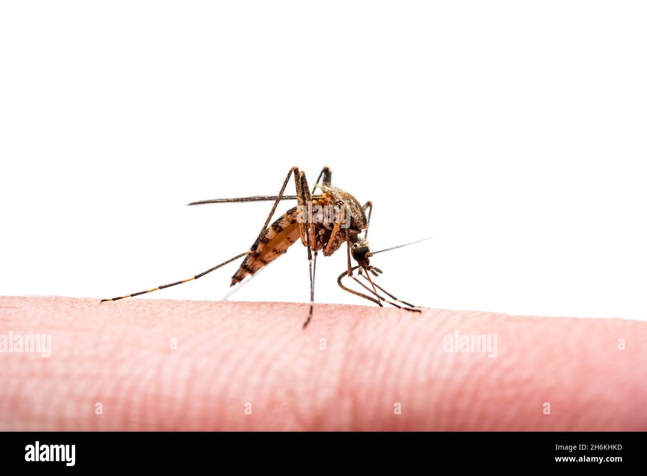 Malaria Infected Mosquito Bite Isolated on White Background ...