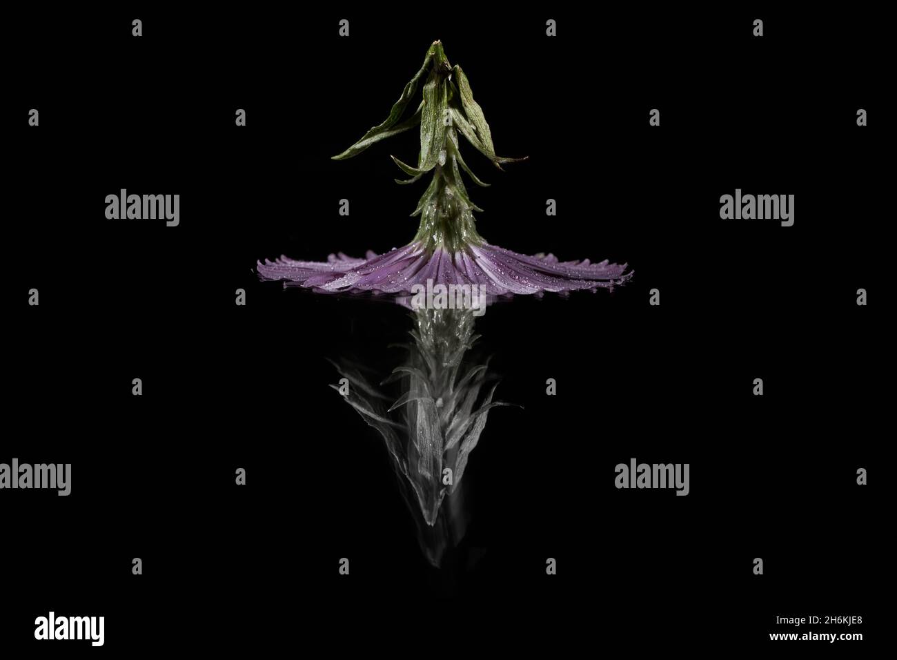 Alpine aster (Aster alpinus) flower head upside down with reflection ...