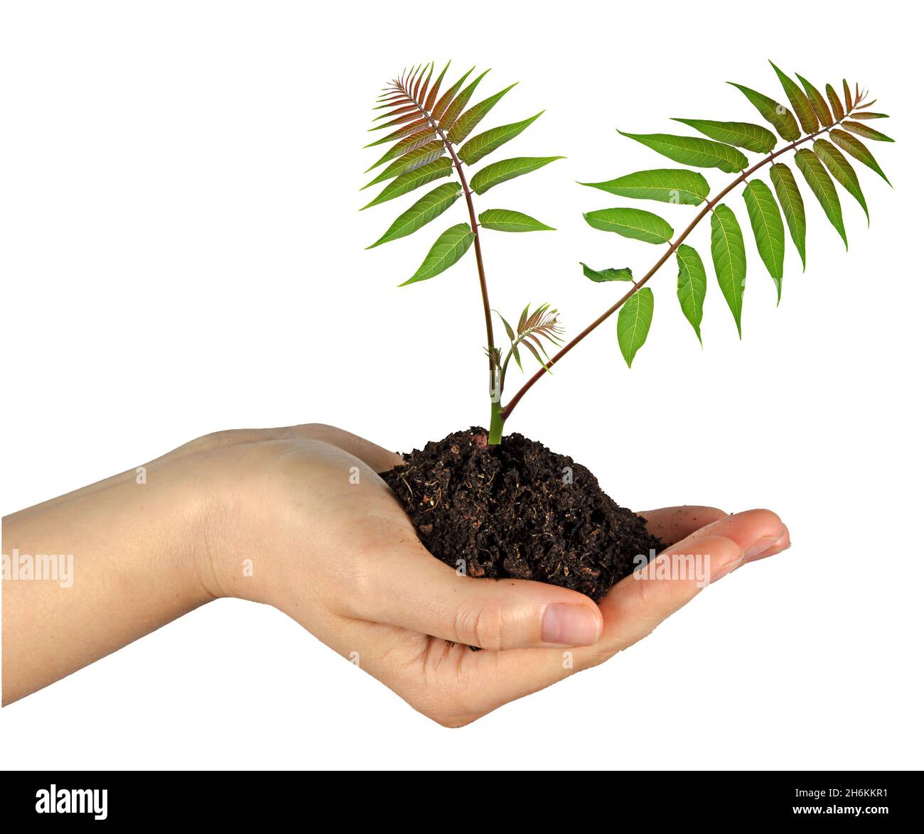 Close up of Sapling in hand Stock Photo - Alamy