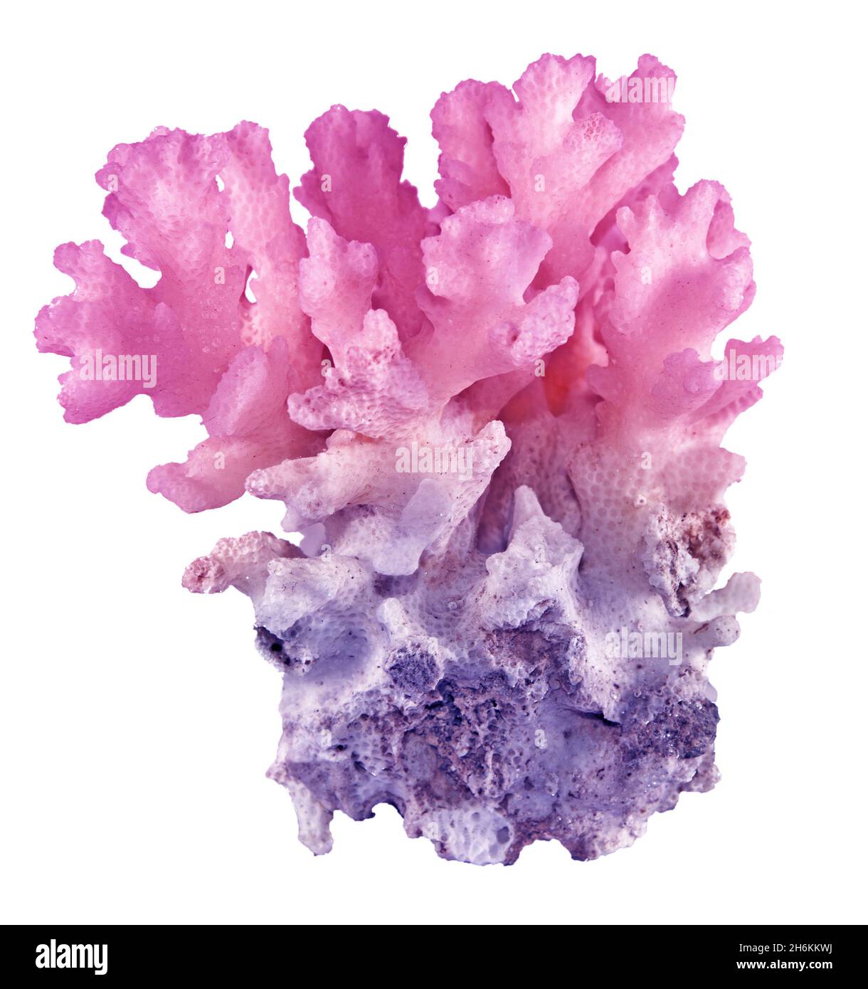 coral isolated on white background Stock Photo - Alamy