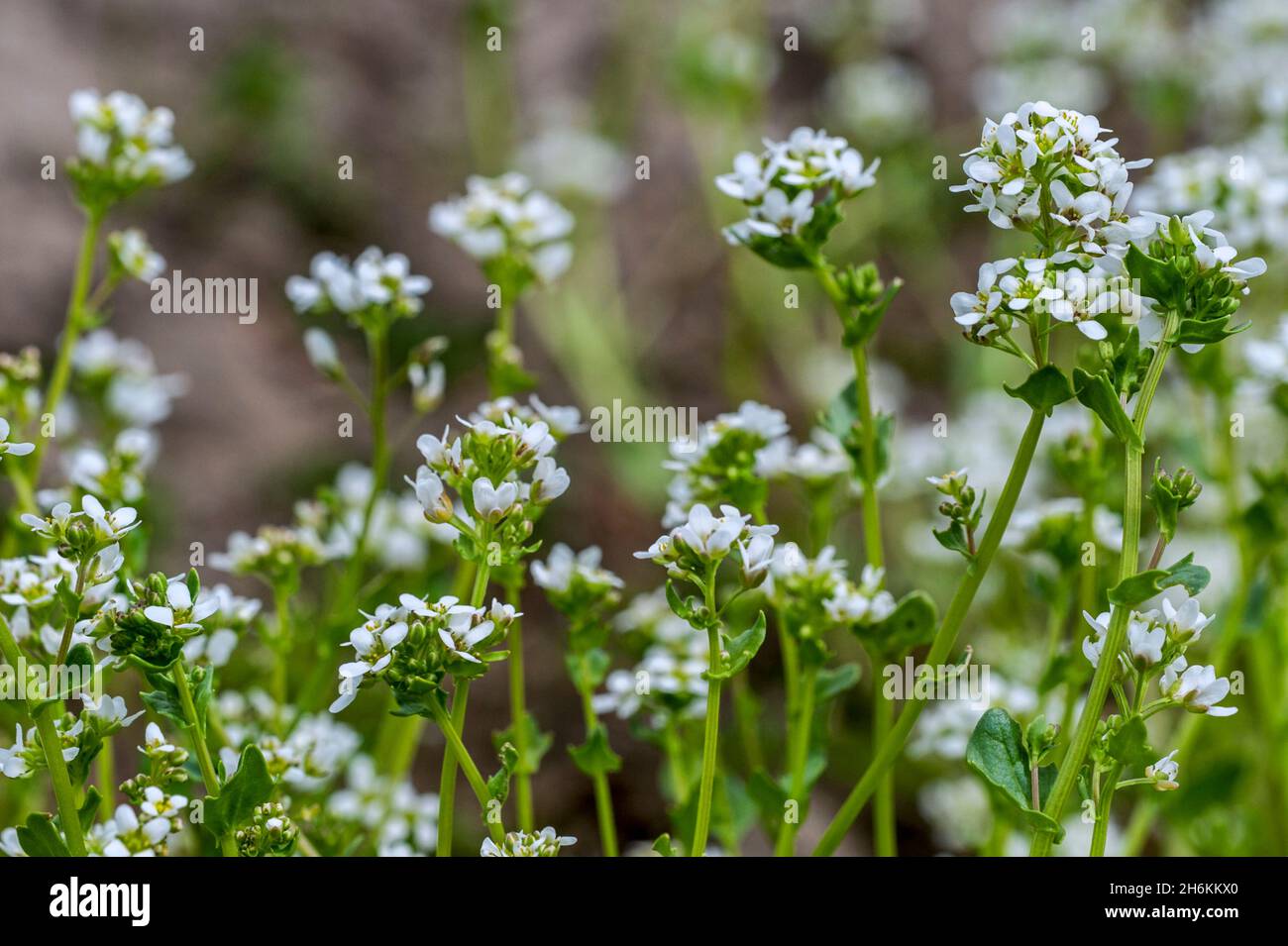 Common scurvygrass / scurvy-grass / spoonwort (Cochlearia officinalis ...