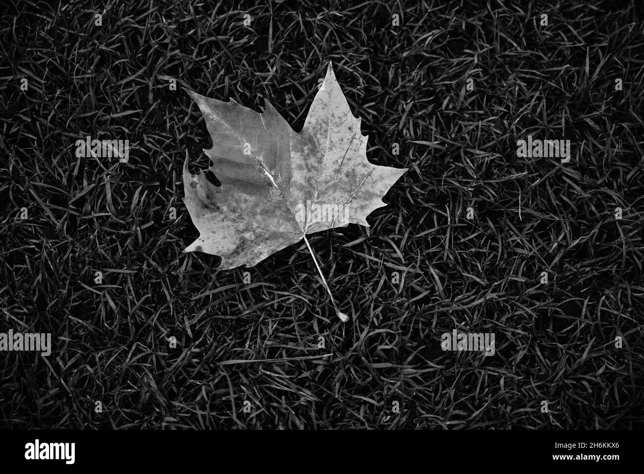 Flowers leaves in autumn Black and White Stock Photos & Images - Alamy