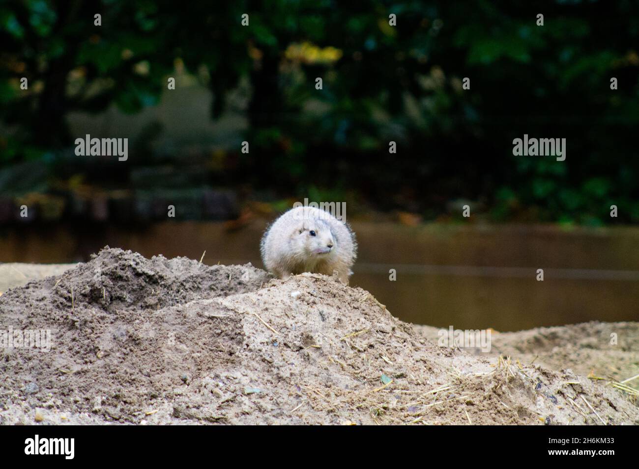 White marmot on a rock in a zoo Stock Photo - Alamy