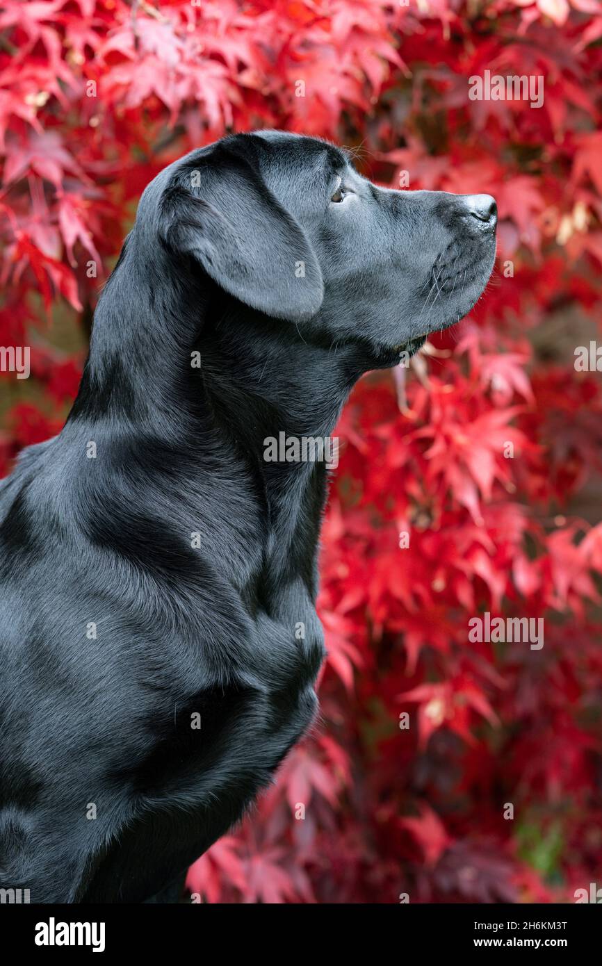Eight month old Black Labrador Portrait with Acer background Stock ...