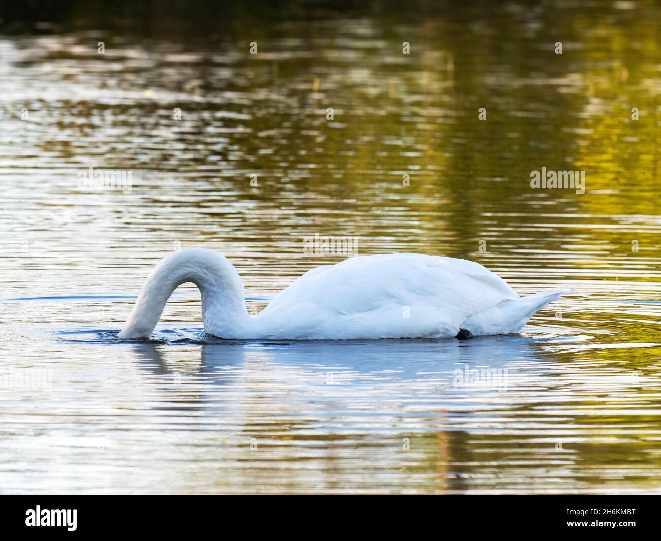 A Mute Swan feeding in floodwaters at the head of Lake Windermere ...