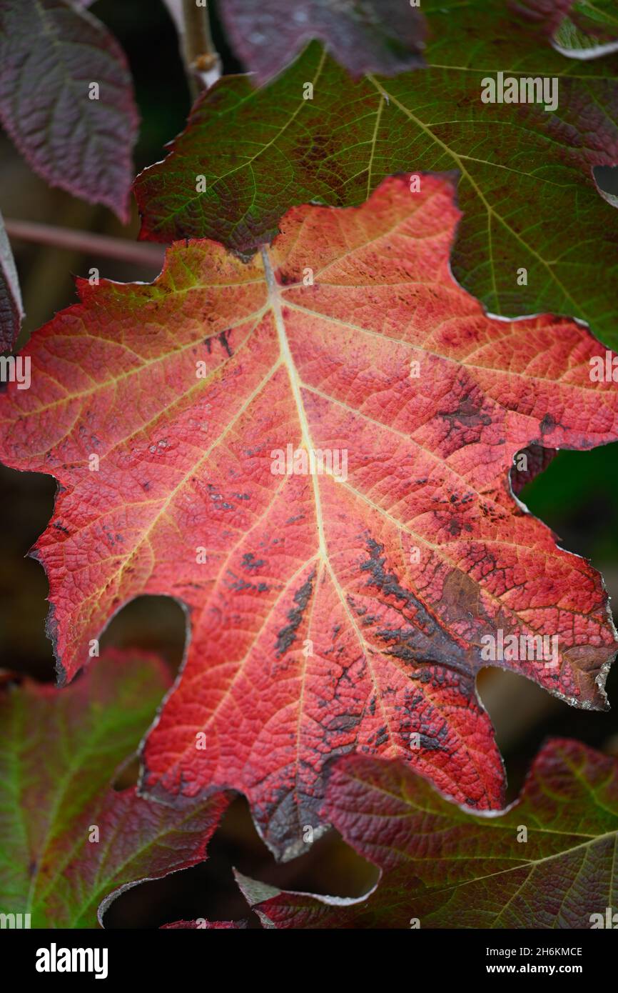 Autumn Flowers and leaves Stock Photo - Alamy