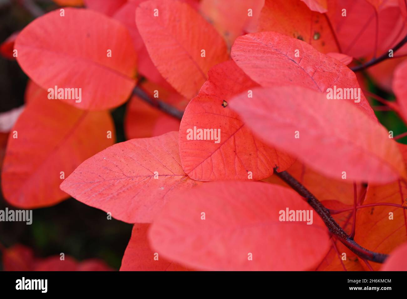 Autumn Flowers and leaves Stock Photo - Alamy