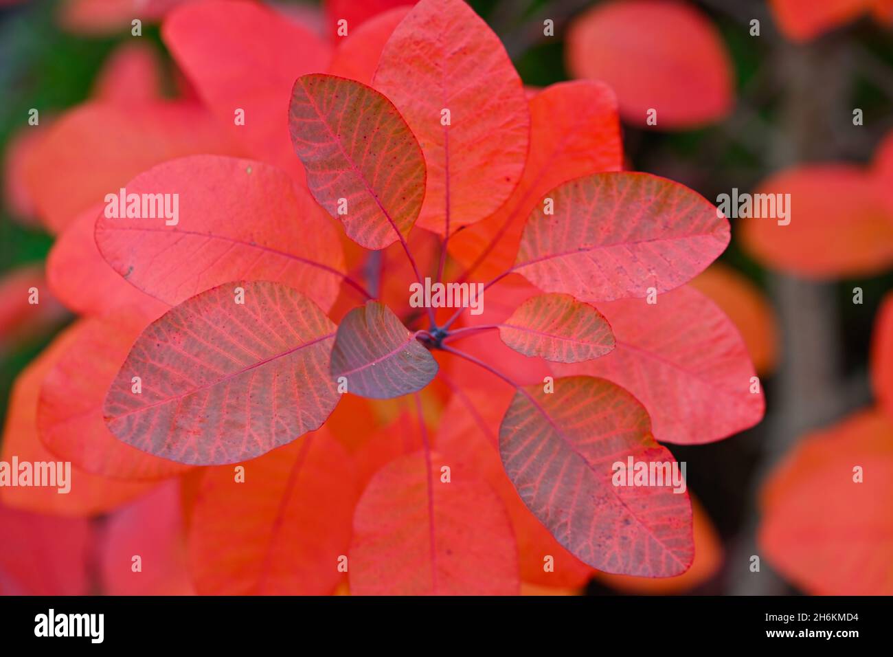 Autumn Flowers and leaves Stock Photo - Alamy