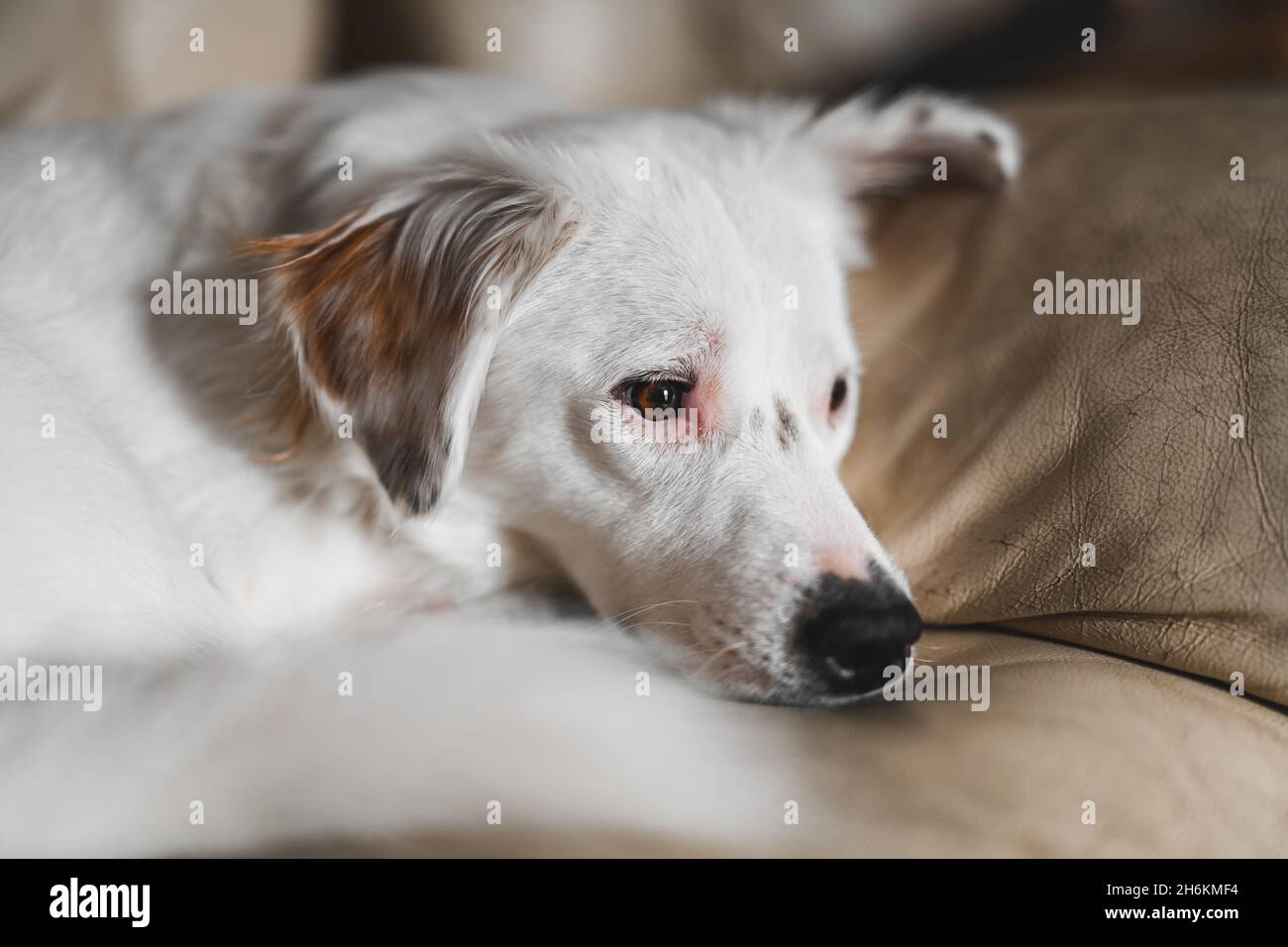 Kobe the rescue dog Stock Photo - Alamy