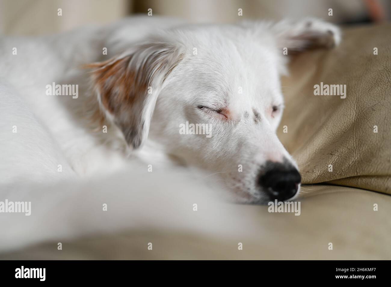 Kobe the rescue dog Stock Photo - Alamy