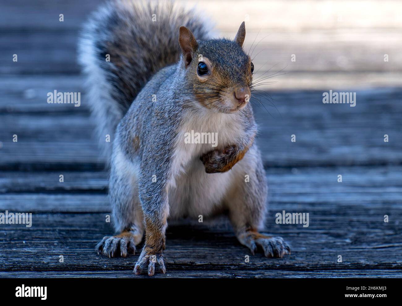 Gray Squirrel poses on the backyard deck Stock Photo - Alamy