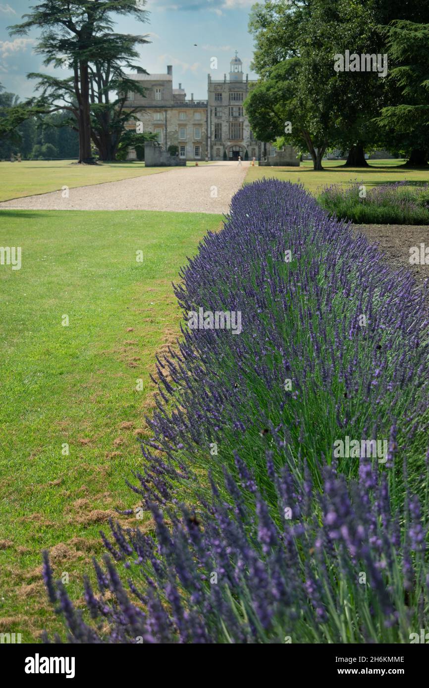 Lavender border hi-res stock photography and images - Alamy