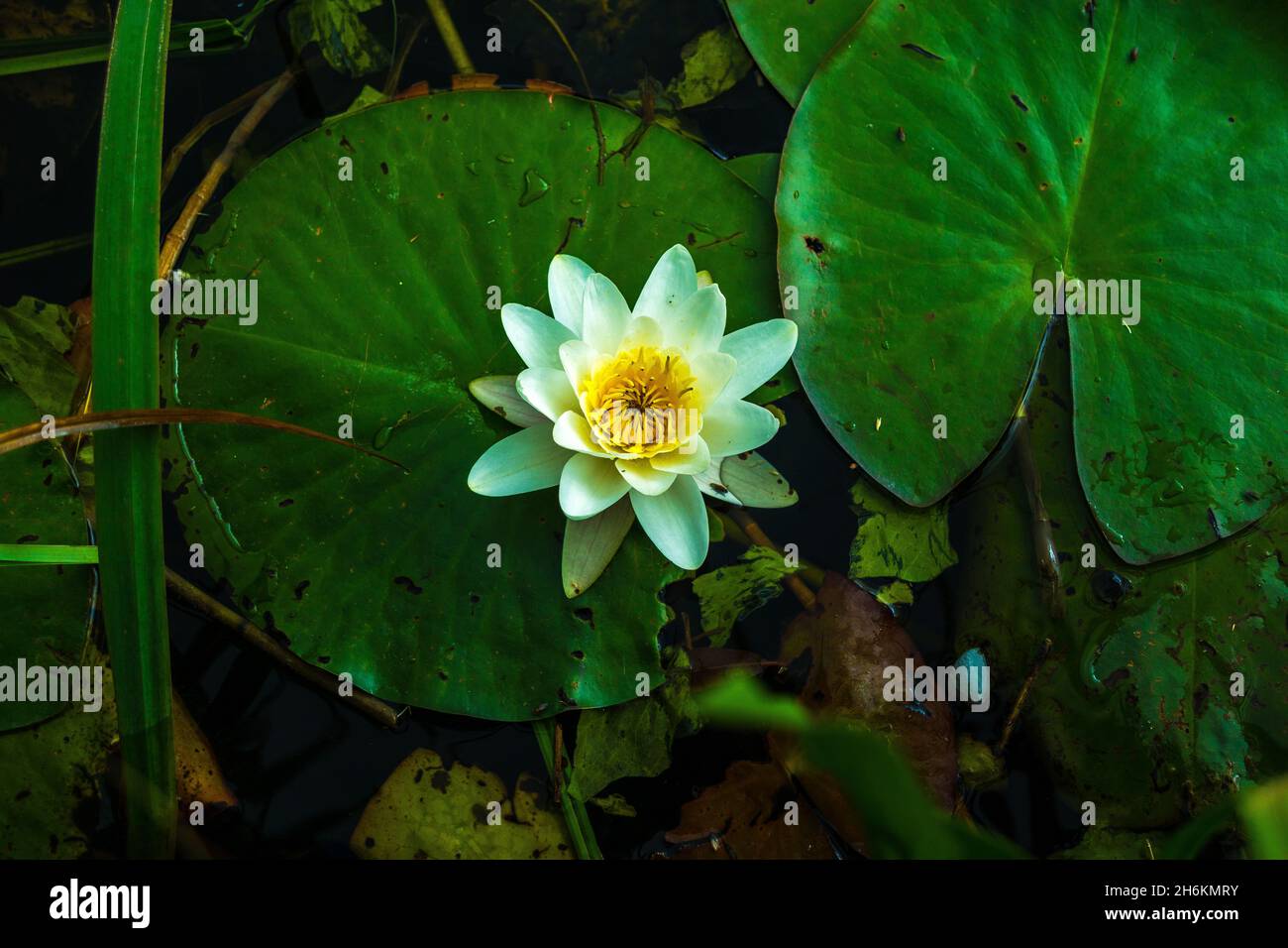 Close-up of a single white water lily with yellow centre surrounded by ...