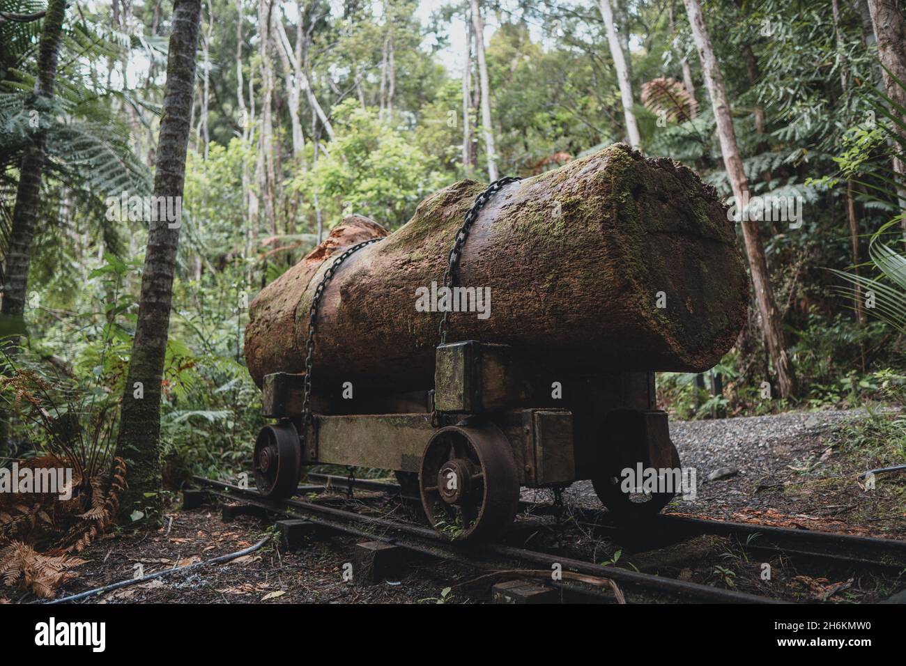 A giant kauri log on an old rail rail cart in Karamatura, New Zealand ...