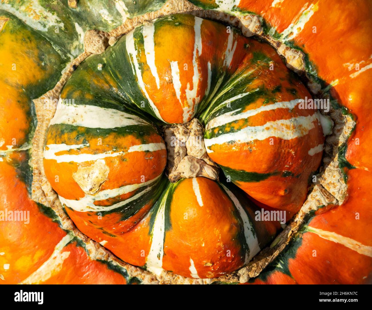A weird shaped Turks Head Gourd Stock Photo - Alamy