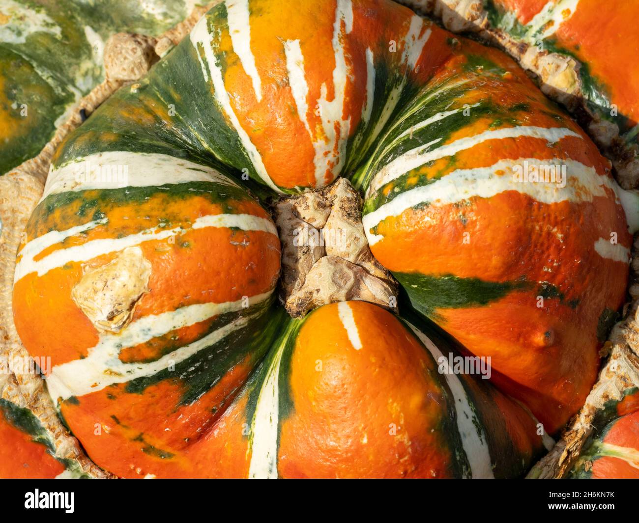 A weird shaped Turks Head Gourd Stock Photo - Alamy