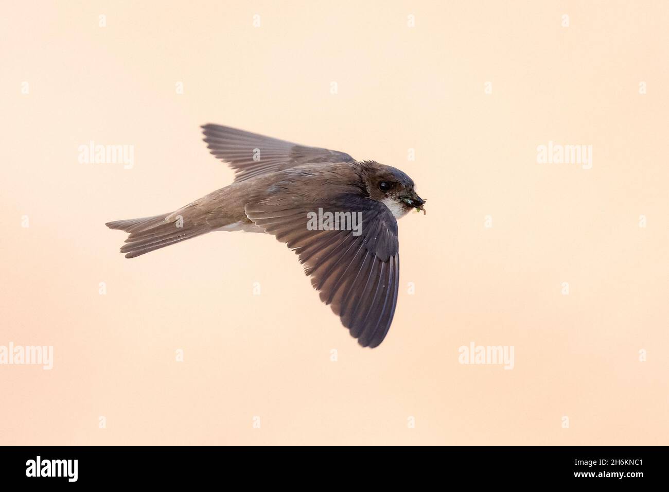 Collared Sand Martin Stock Photo - Alamy