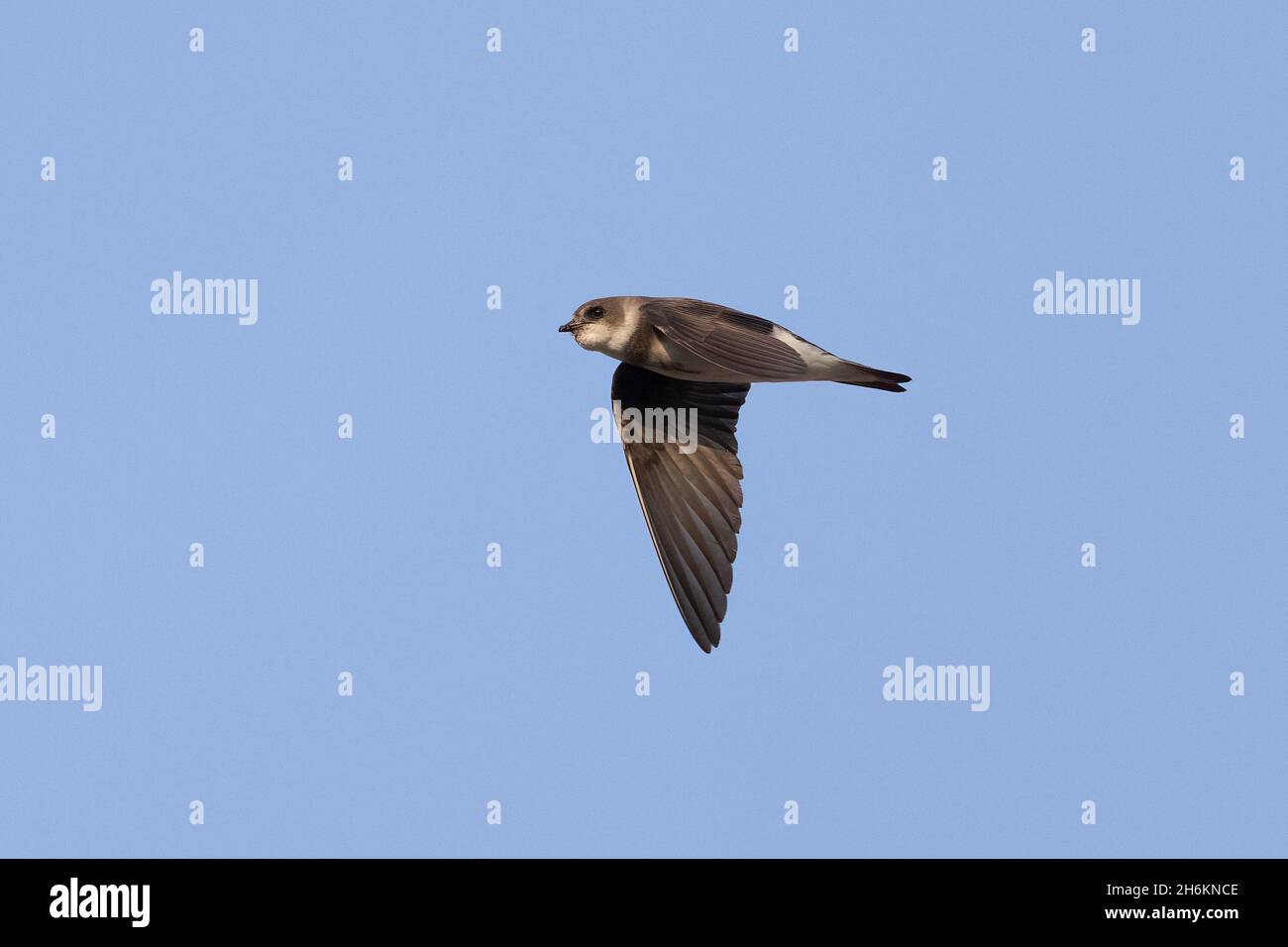 Collared Sand Martin Stock Photo - Alamy