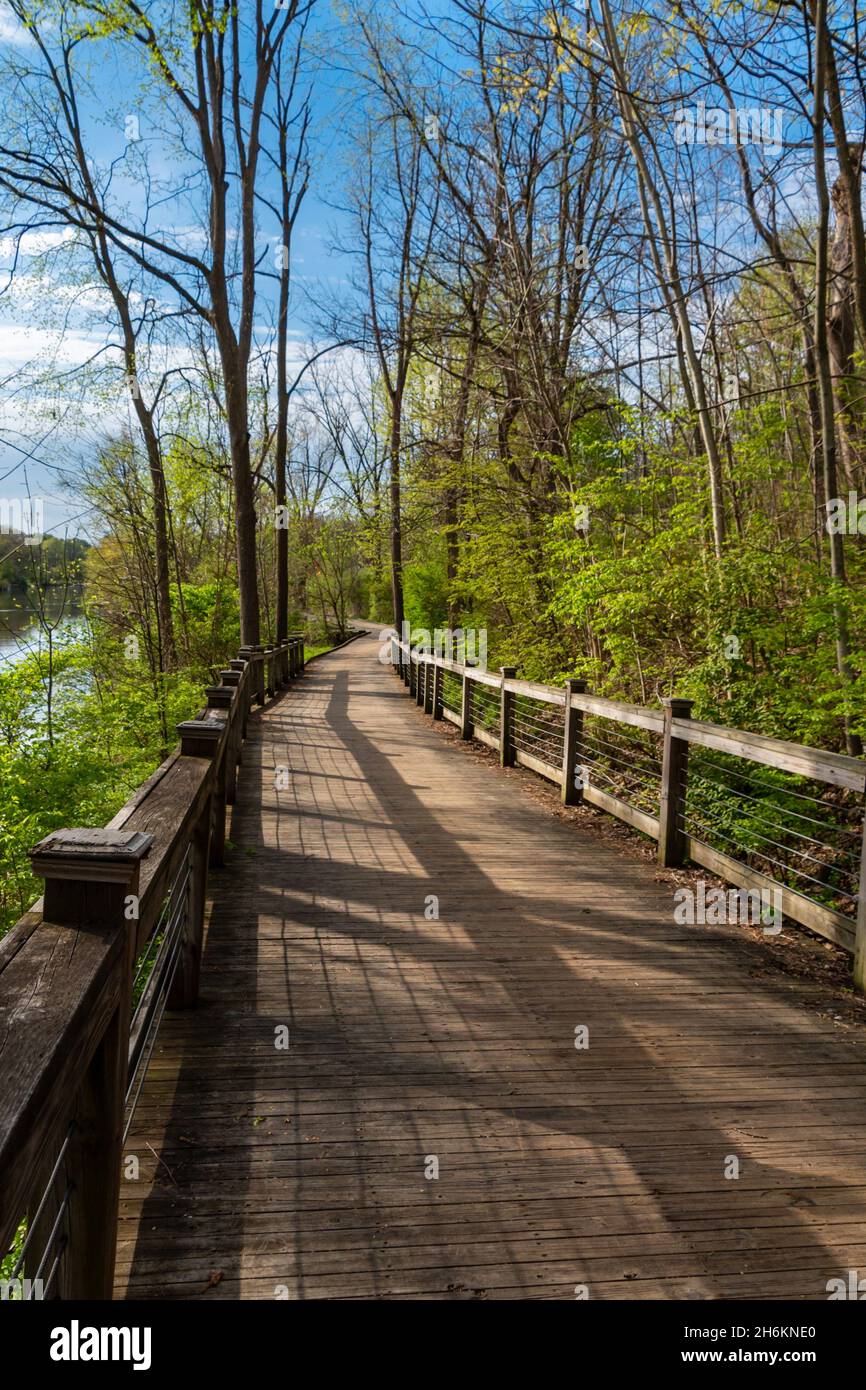 Serene boardwalk through a natural wilderness encouraging outdoor ...