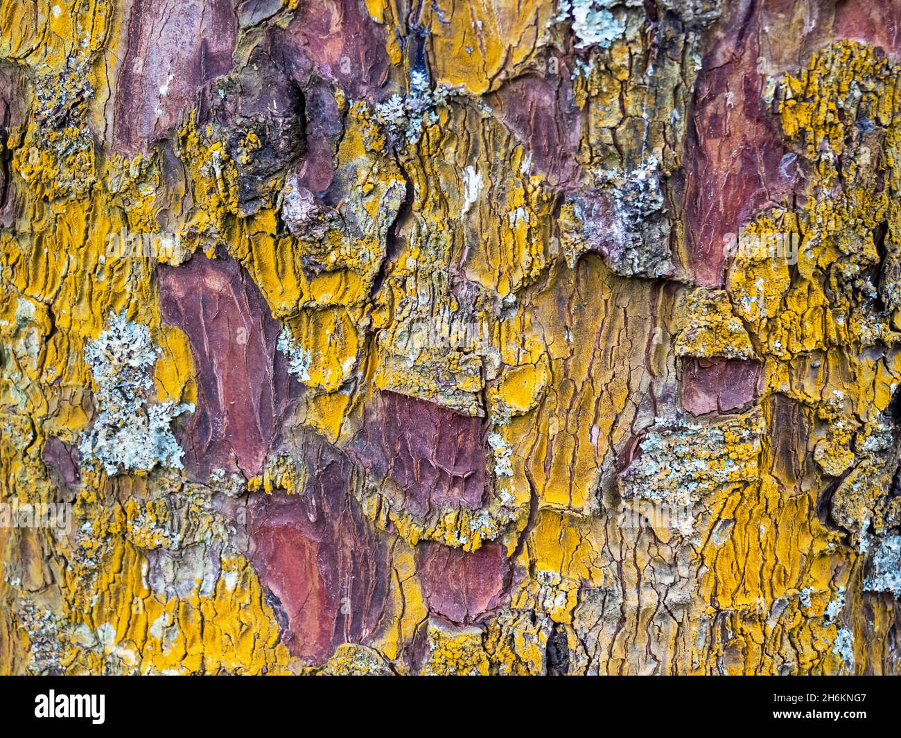 Colourful lichen on a conifer tree trunk, Langdale, Lake District, UK ...