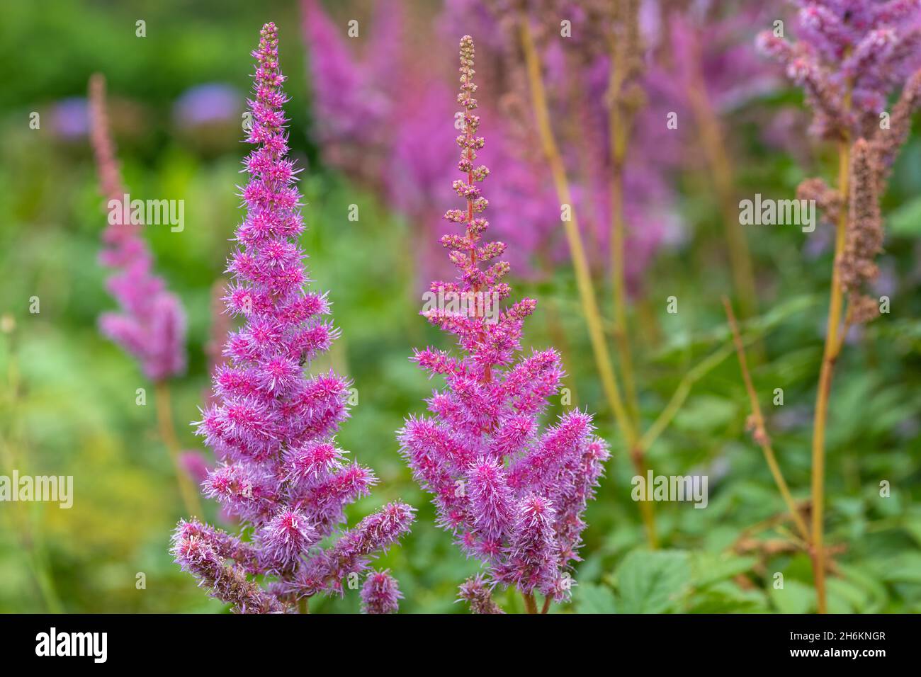 Close up of false goatsbeard (astilbe arendsii) flowers in bloom Stock ...