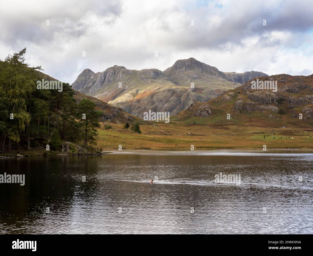 Swimming tarn lake district hi-res stock photography and images - Alamy