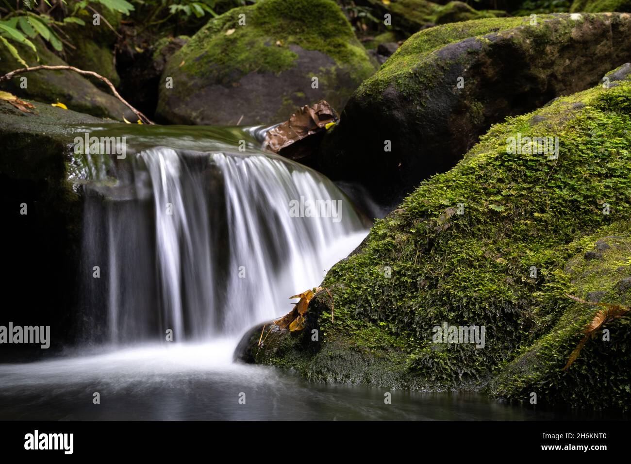 Karamatura Falls in Kauri reservation, New Zealand Stock Photo - Alamy
