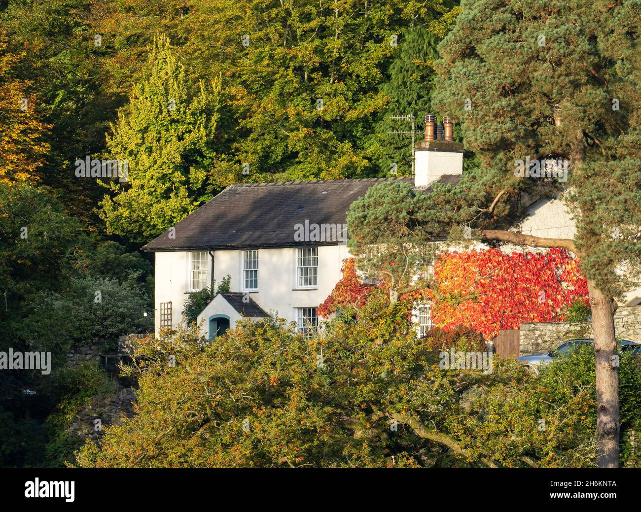A house covered in Russian vine in Autumn, Clappersgate, Lake District ...