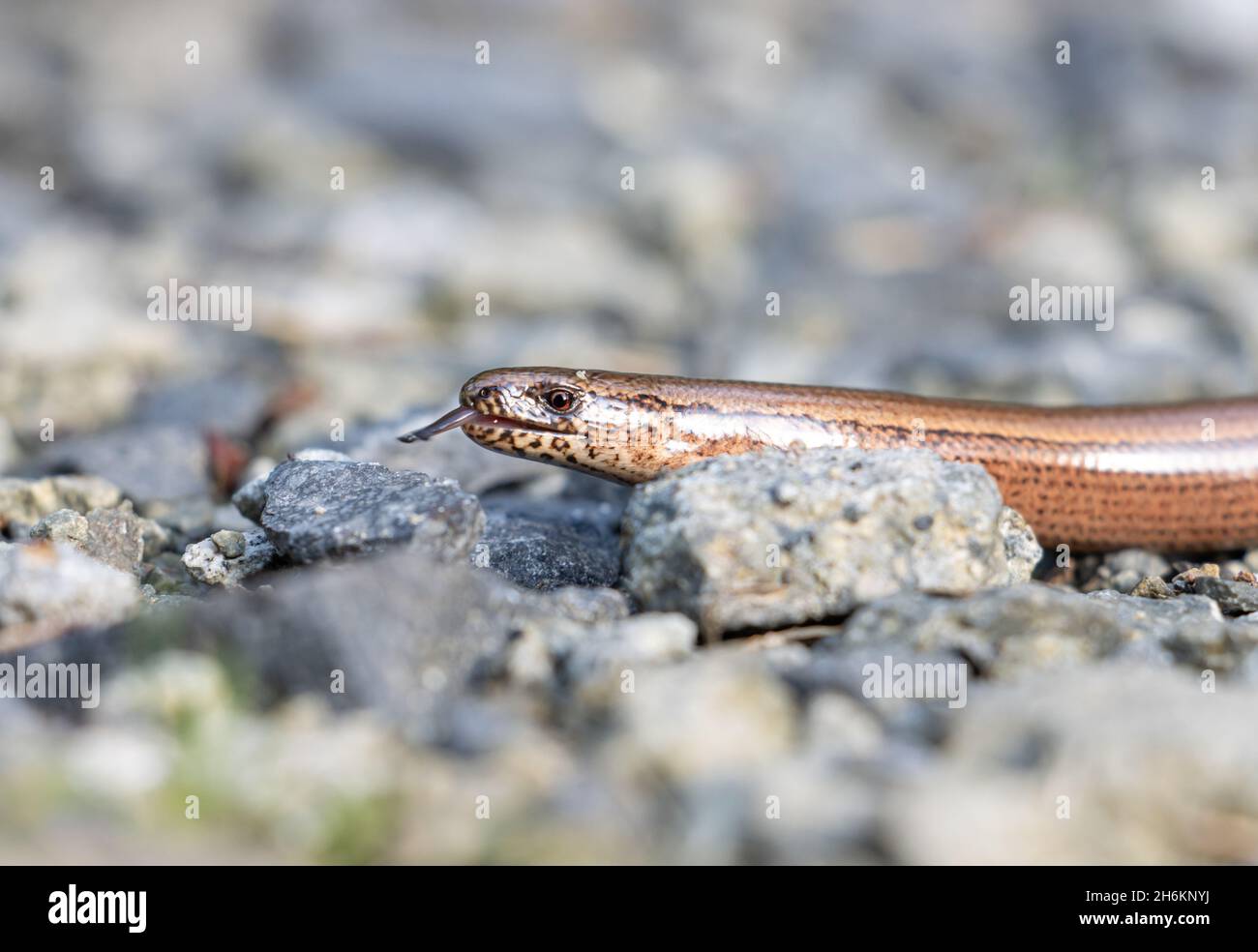 Snake (Anguis fragilis) crawling on a stone path in the forest, close ...