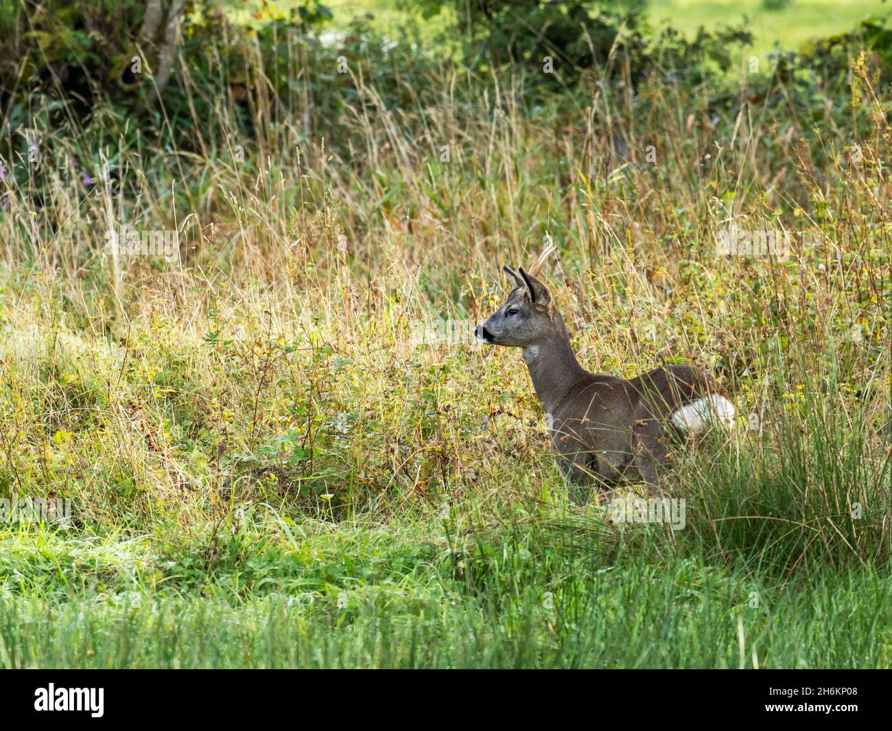 A Roe Deer hind in Ambleside, Lake District, UK Stock Photo - Alamy