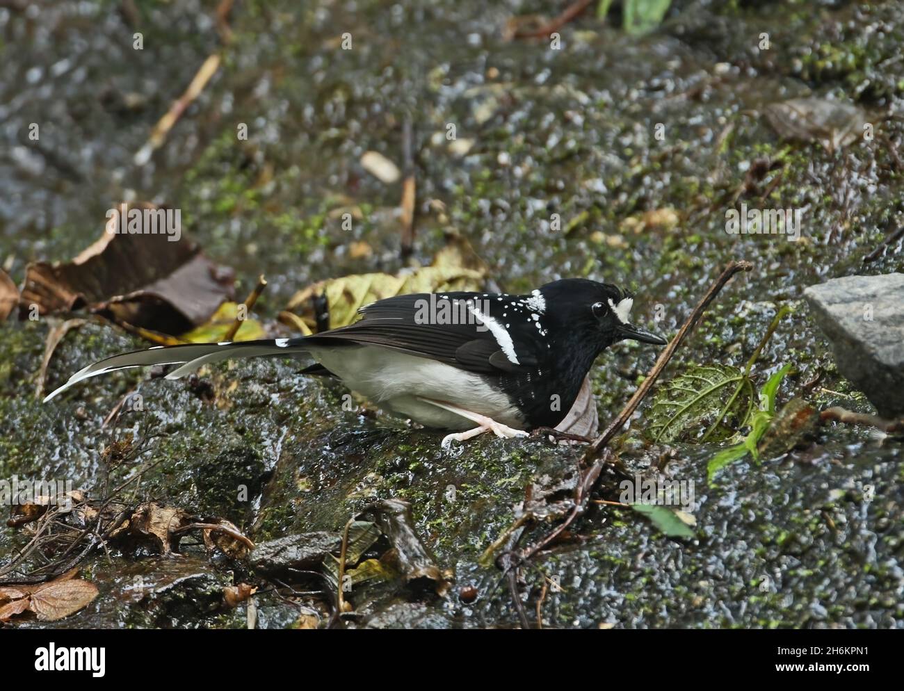 Forktail bird hi-res stock photography and images - Alamy
