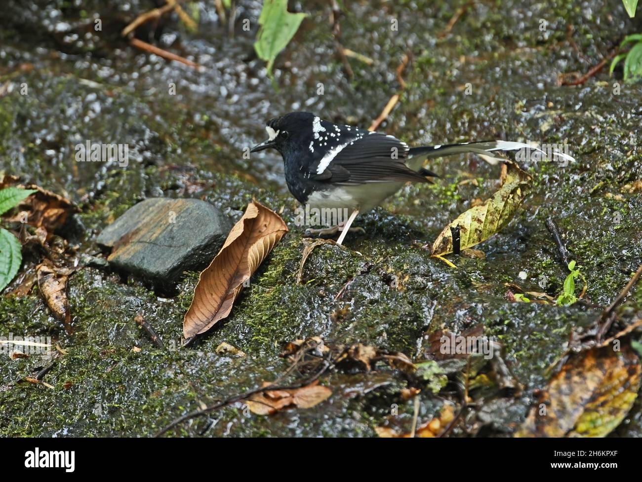Spotted Forktail (Enicurus maculatus guttatus) adult foraging on mossy ...