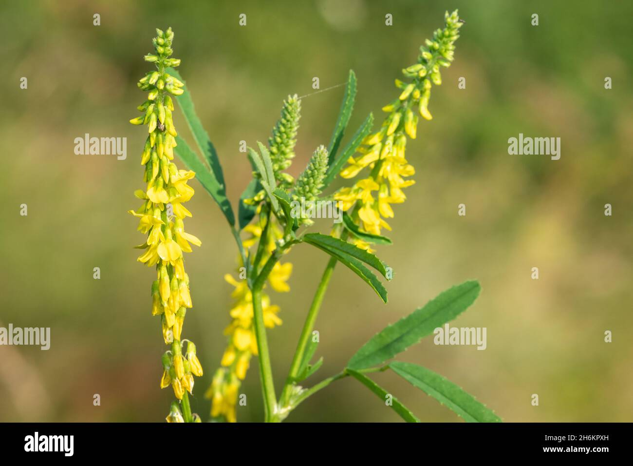 Close up of sweet yellow clover (melilotus officinalis) flowers in ...